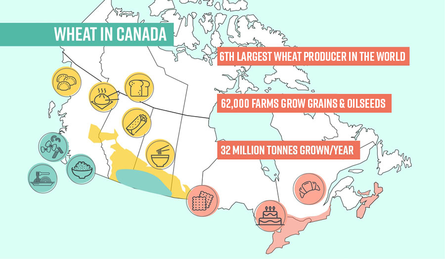 Wheat Basics - What About Wheat?